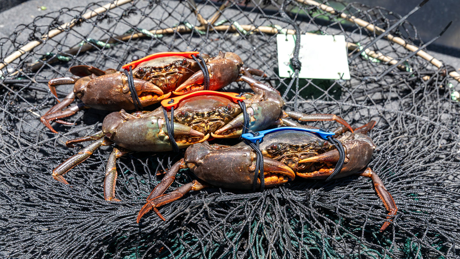 Krab King | Krab Cuffs and Mud crab products.